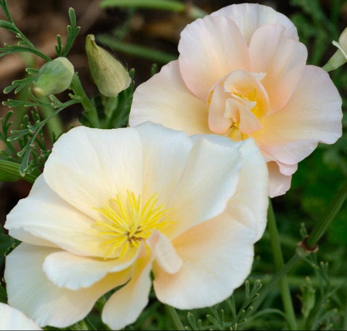Frilly Fun Peach – Sömntutefrön med fransiga aprikosblommor ...