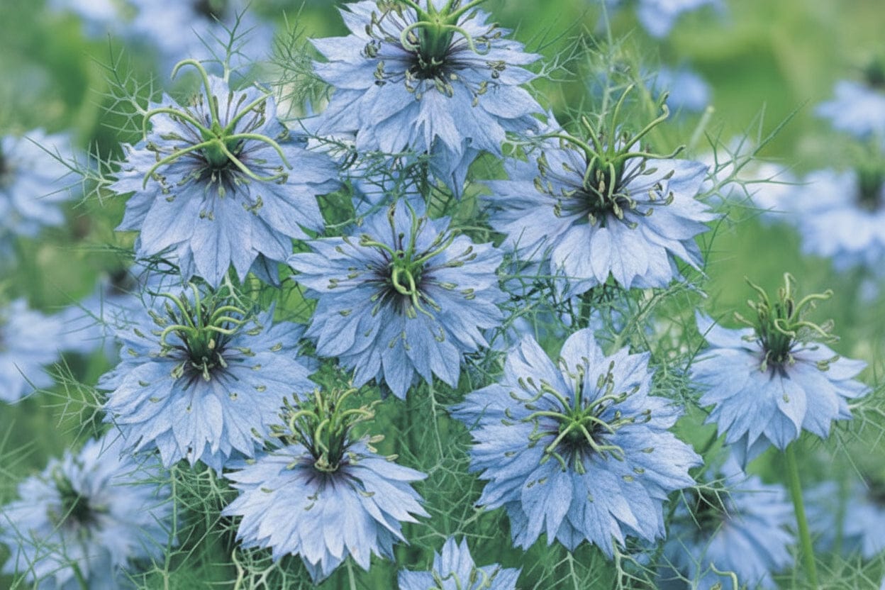 Jungfrun i det gröna ‘Miss Jekyll Sky Blue’ – frön | Palettparadiset ...